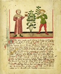 The Several Sages: The Late Middle English Herbal in its Genre ...