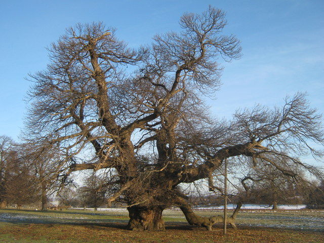 Trees in the Middle Ages - Medievalists.net