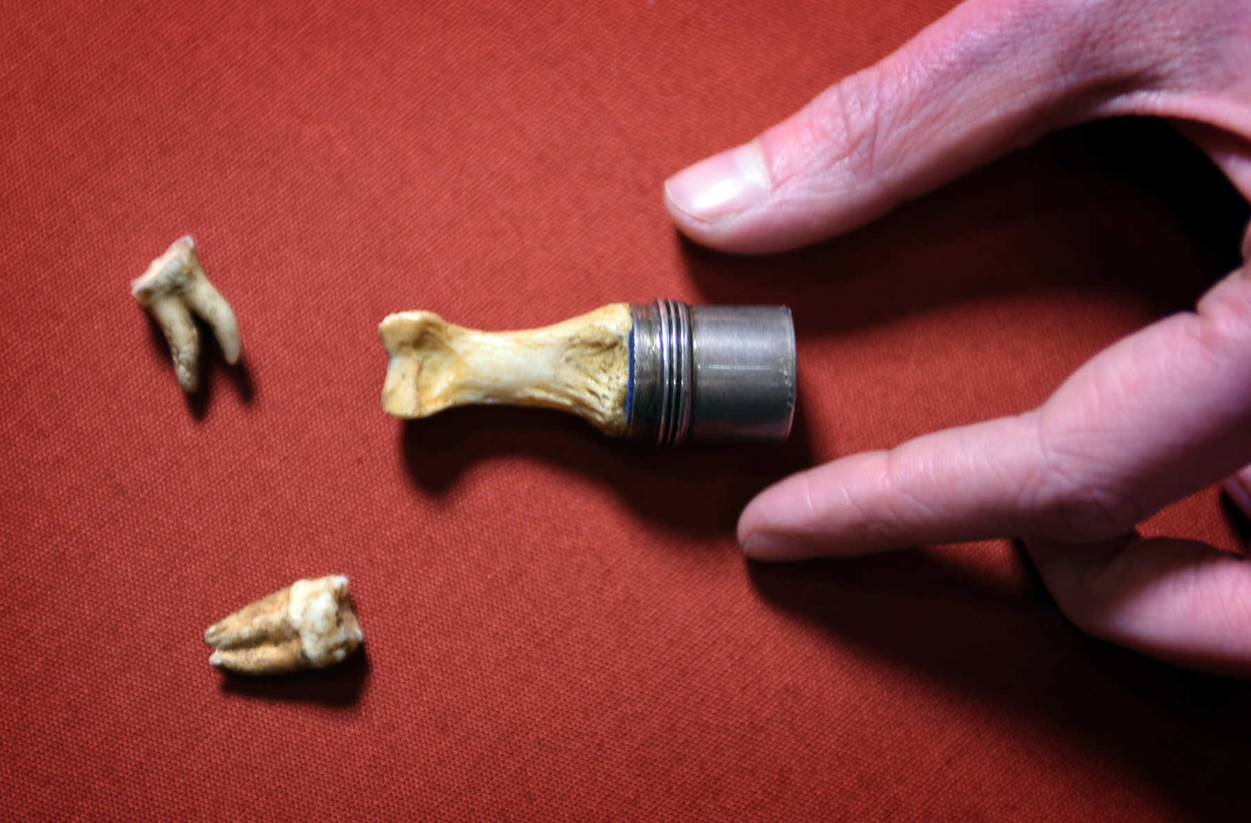 King John's teeth and thumb bone. Photo courtesy of the British Library ...