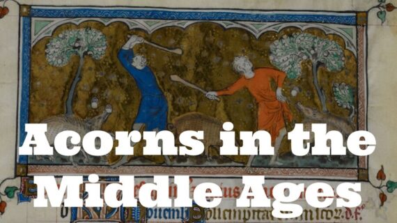 acorns medieval - Medievalists.net