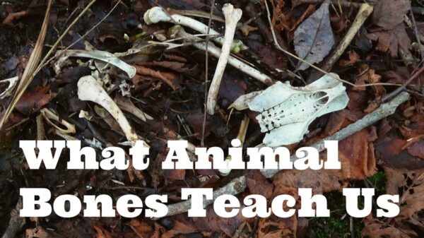 medieval animal bones - Medievalists.net