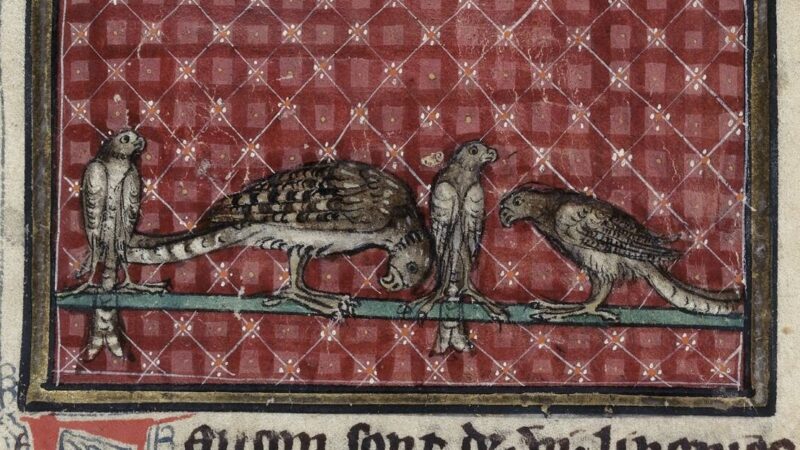 Animals in the Middle Ages Archives - Medievalists.net
