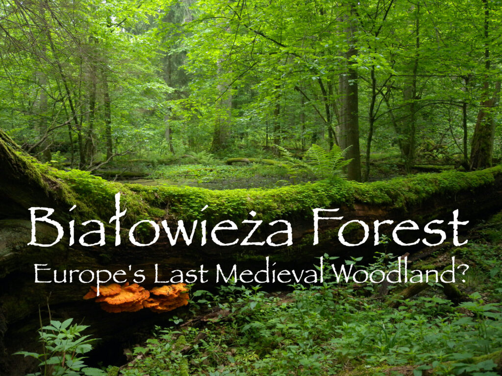 Białowieża Forest: Europe's Last Medieval Woodland? - Medievalists.net