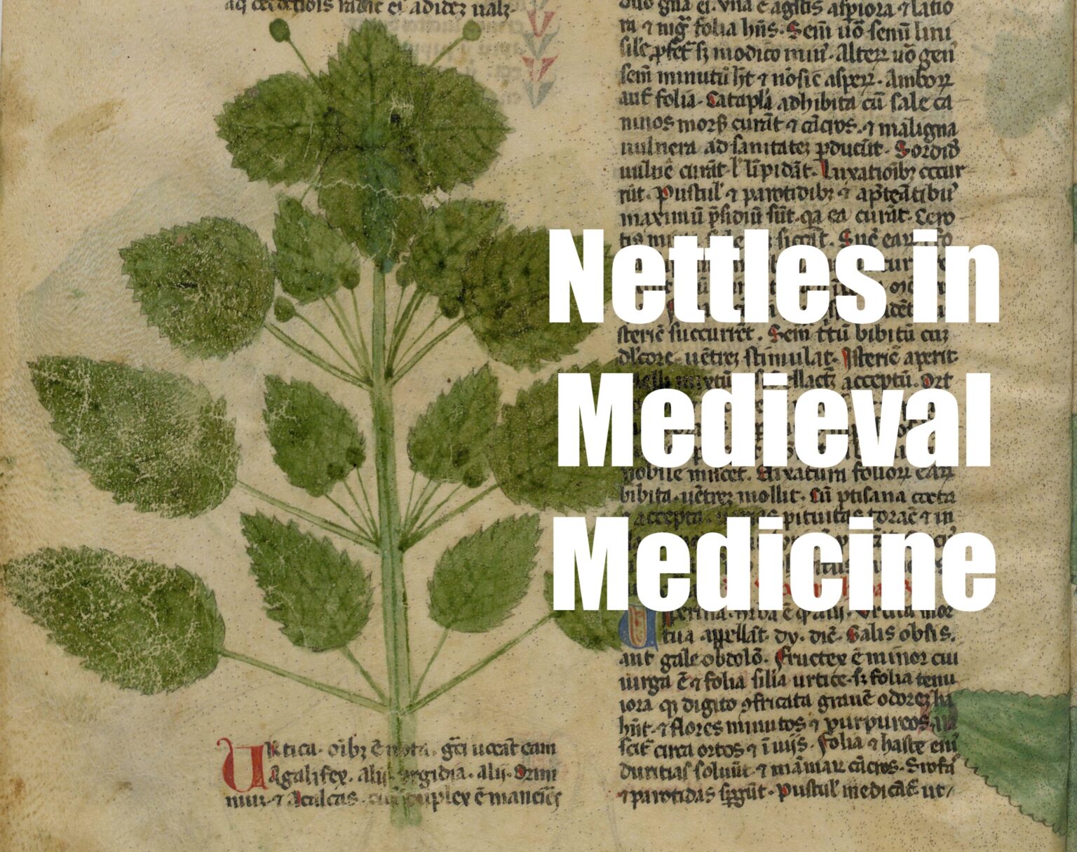 Medieval Healers Used Nettles to Treat Wounds, Not Just to Sting, Study ...
