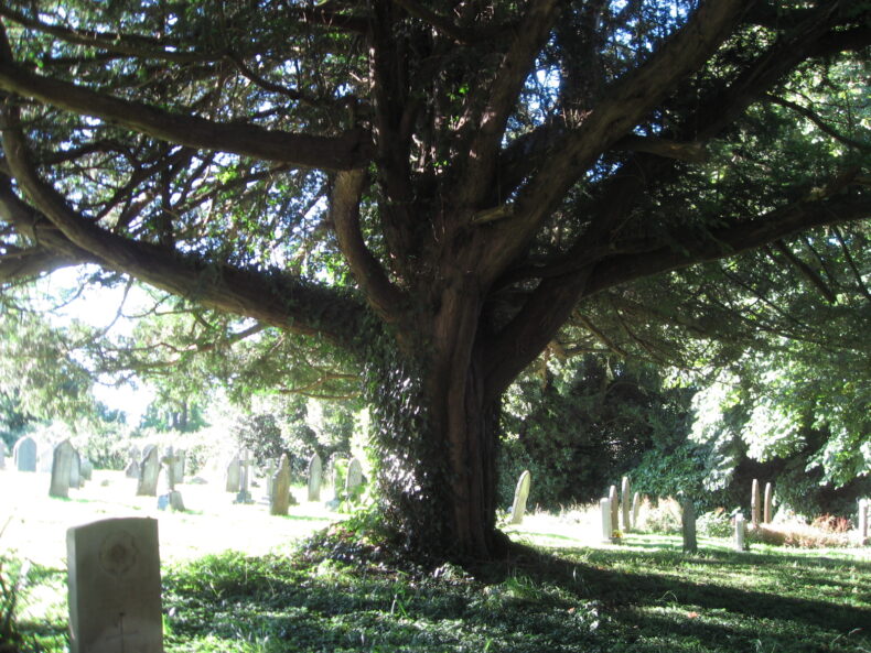 Trees in the Middle Ages: The Good and The Bad - Medievalists.net
