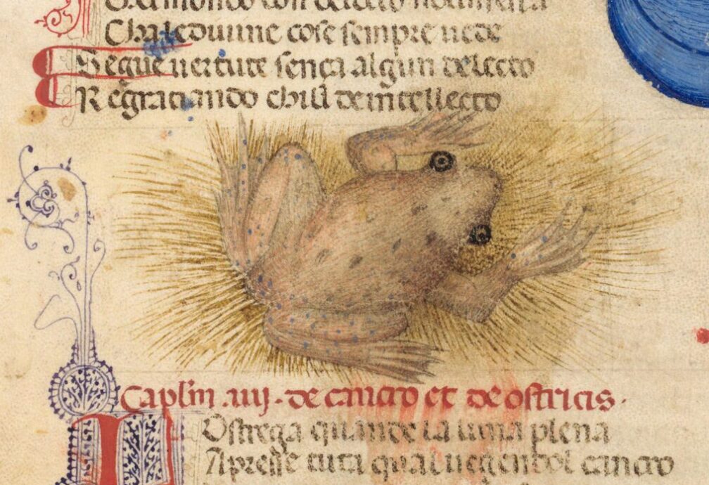 The Medieval Frog: From Healing Charm to Cautionary Tale - Medievalists.net