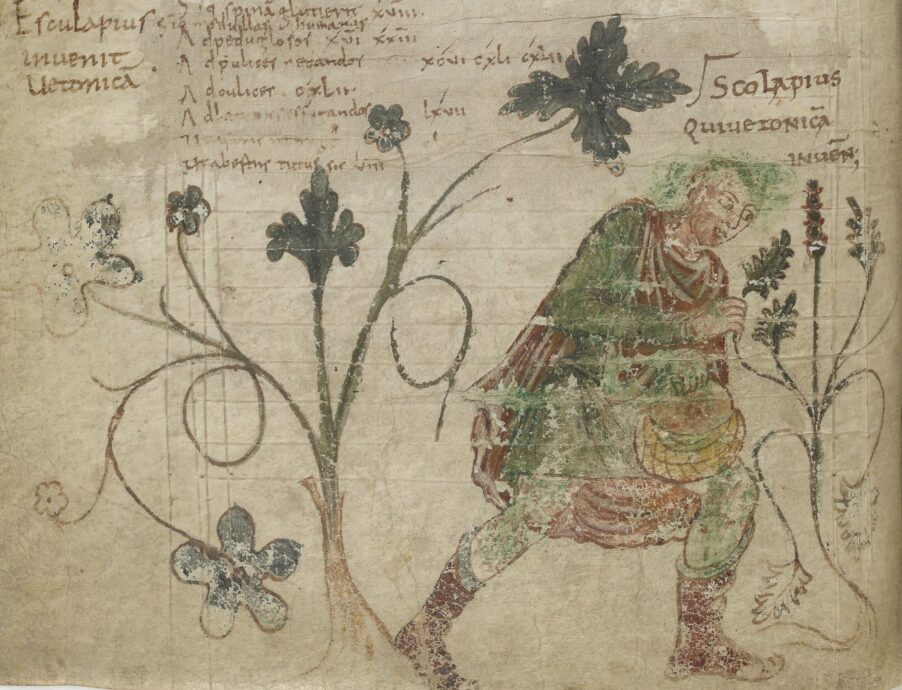 Medieval Farmers Created a Biodiversity Boom, Study Finds ...
